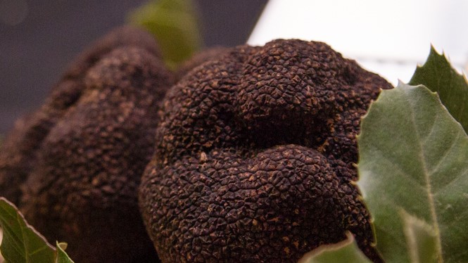 2020 Season in Review — Truffle Melbourne